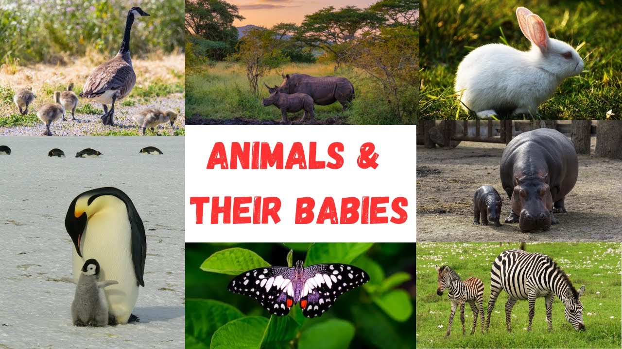 ANIMALS & THEIR BABIES | mumumkidz | - YouTube