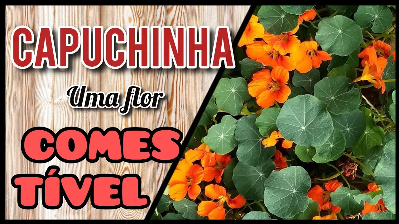 Conhecendo a CAPUCHINHA (Tropaeolum majus) - PANC - benefícios para a ...
