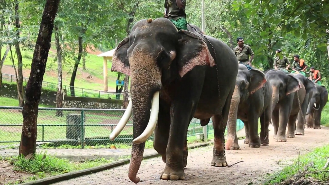 Elephant March - The stories of Love and Life - YouTube