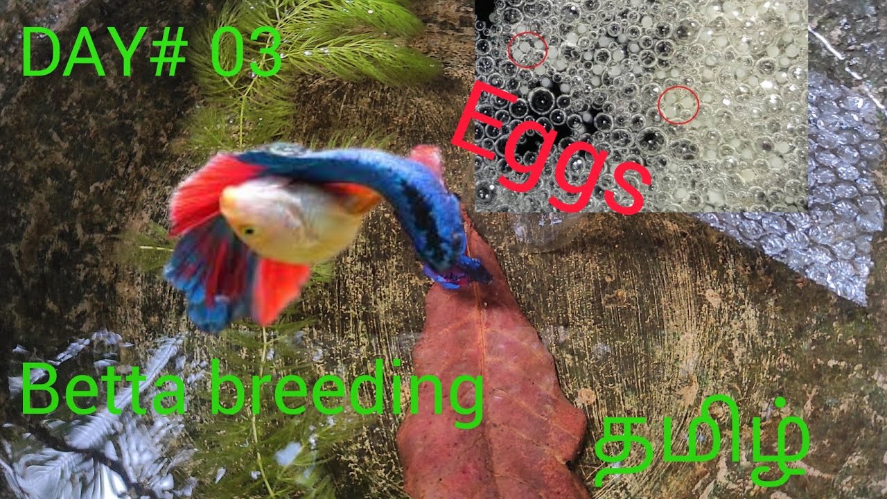 Fighter fish breeding | #eggs | #aquarius #bettafish #breeding #day 03 ...