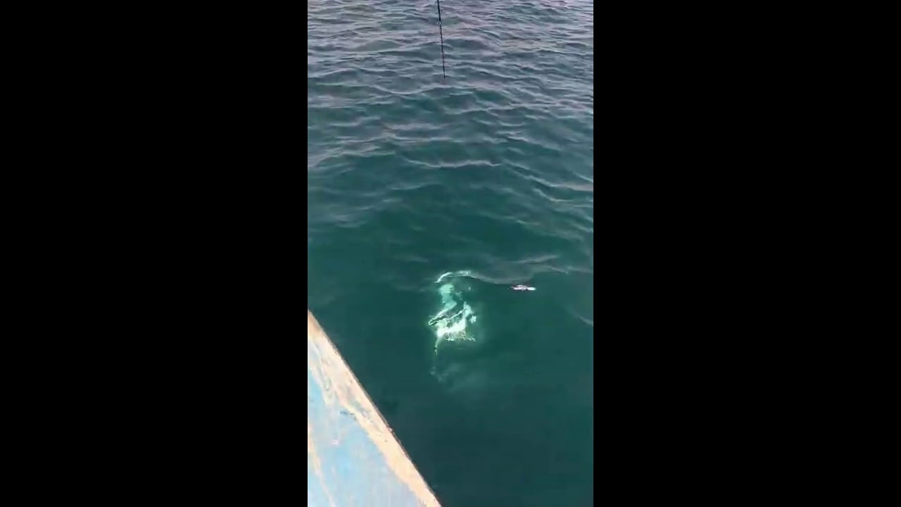 Mancing Tuna Tanjung Lesung - YouTube