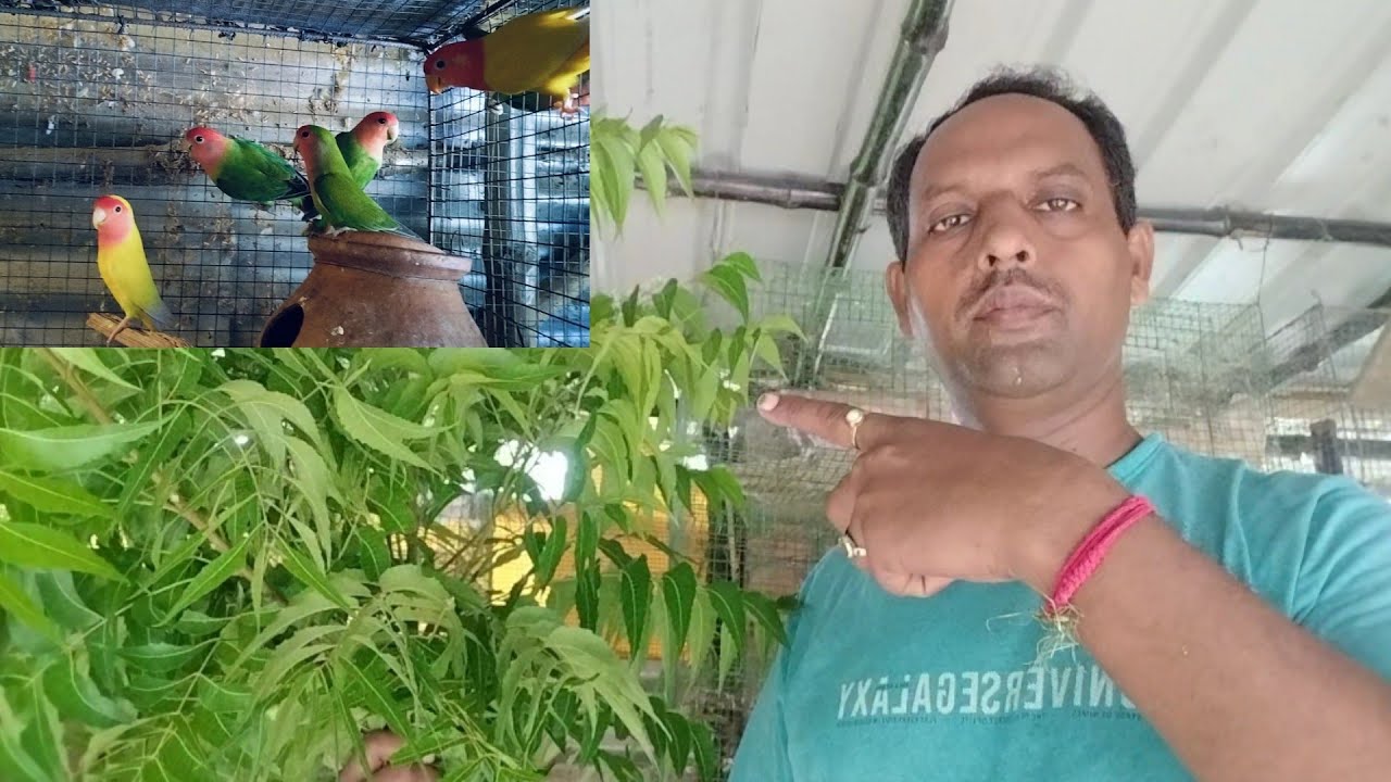 Birds ko NEEM Patta Kiyo Dena Zaroori hay? Benefits of Neem for Birds s ...