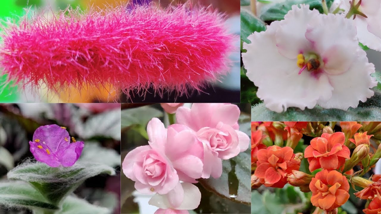 Some Amazing Plants of my Garden || PEPEROMIA/Impatiens/Azaleas ...