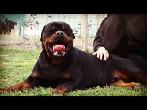THREE ROTTWEILERS YOUNGSTER 15 MONTHS OLD (MALE AND TWO FEMALE) - YouTube