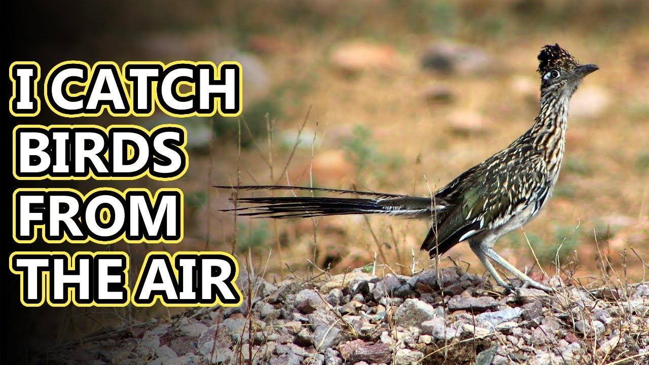 Roadrunner facts: "Meep meep" more like "Coo coo" | Animal Fact Files ...