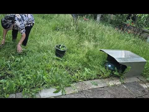 Otlar çok büyüdü mecbur elde biçtim biçmesem makine çalışmaz 