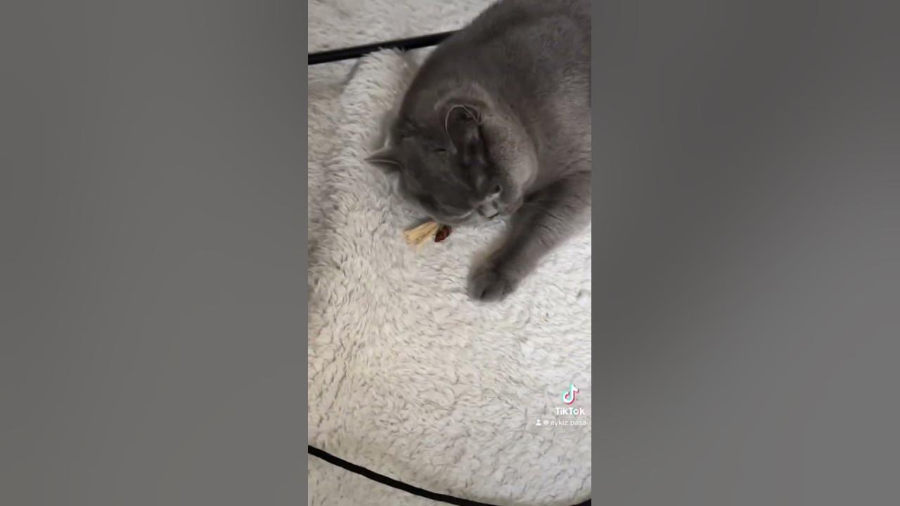 Catnip sticks are finally here, let's see what the cat family's reaction is 👀 #catfamily# ...