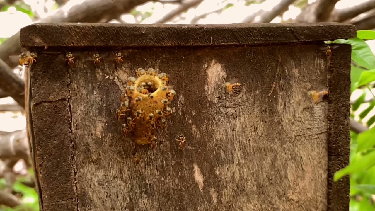 Bee. Bee from Brazil - Jataí bee - Tetragonisca angustula - YouTube