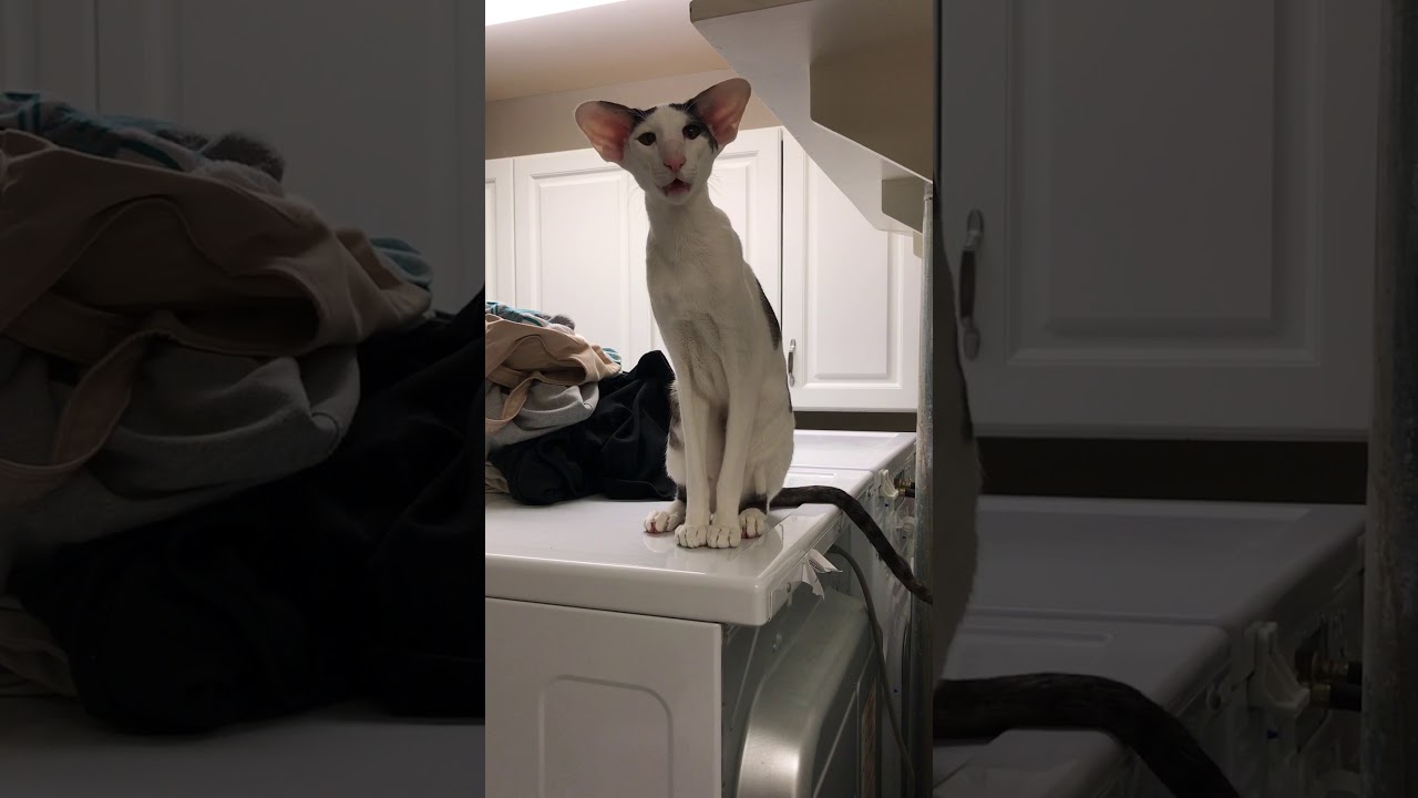 Honking is better than Meowing! - YouTube