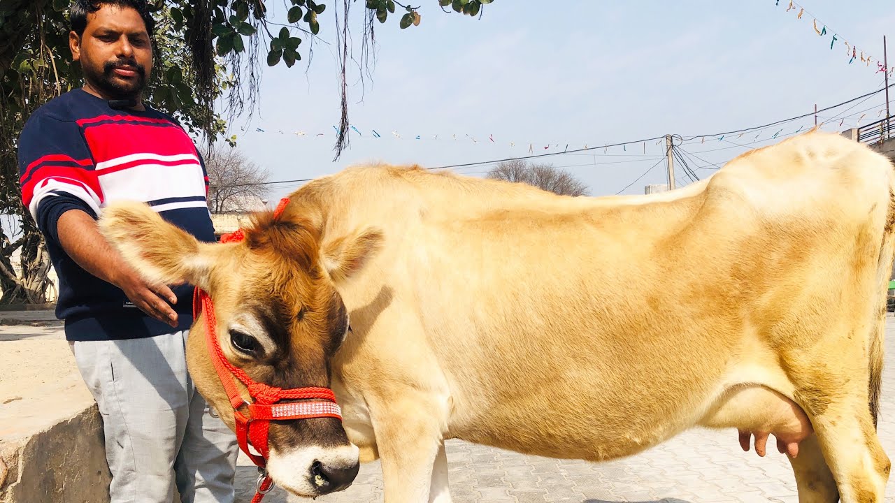 ਜਰਸੀ ਗਾ ਸੇਲ - one jarsi cow for sale (19-2-2024) - YouTube