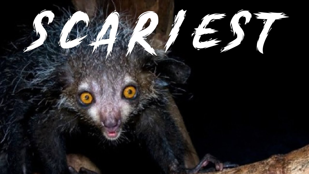 The SCARIEST Monkey Alive! - YouTube