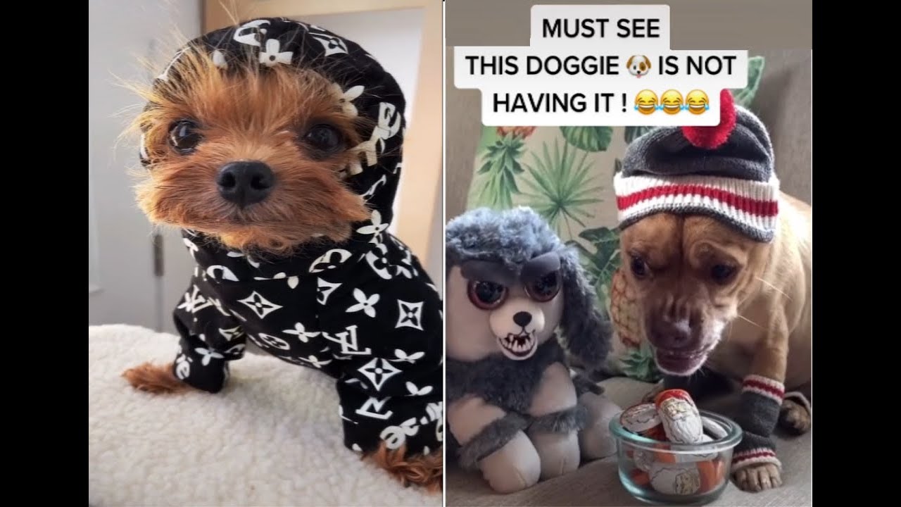 Cute Crazy Funny Pet Animals "Dog" Edition Pt. 1 - YouTube