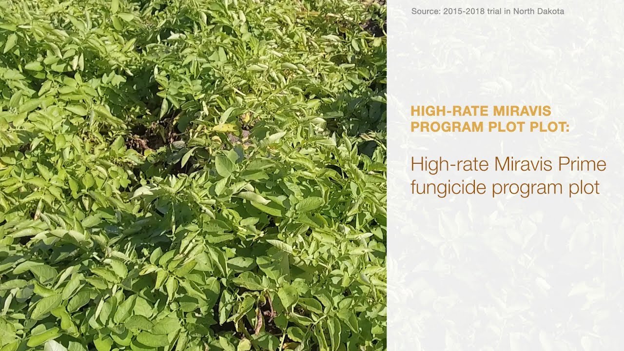 Miravis Prime Fungicide Trials in Potato Crops - YouTube