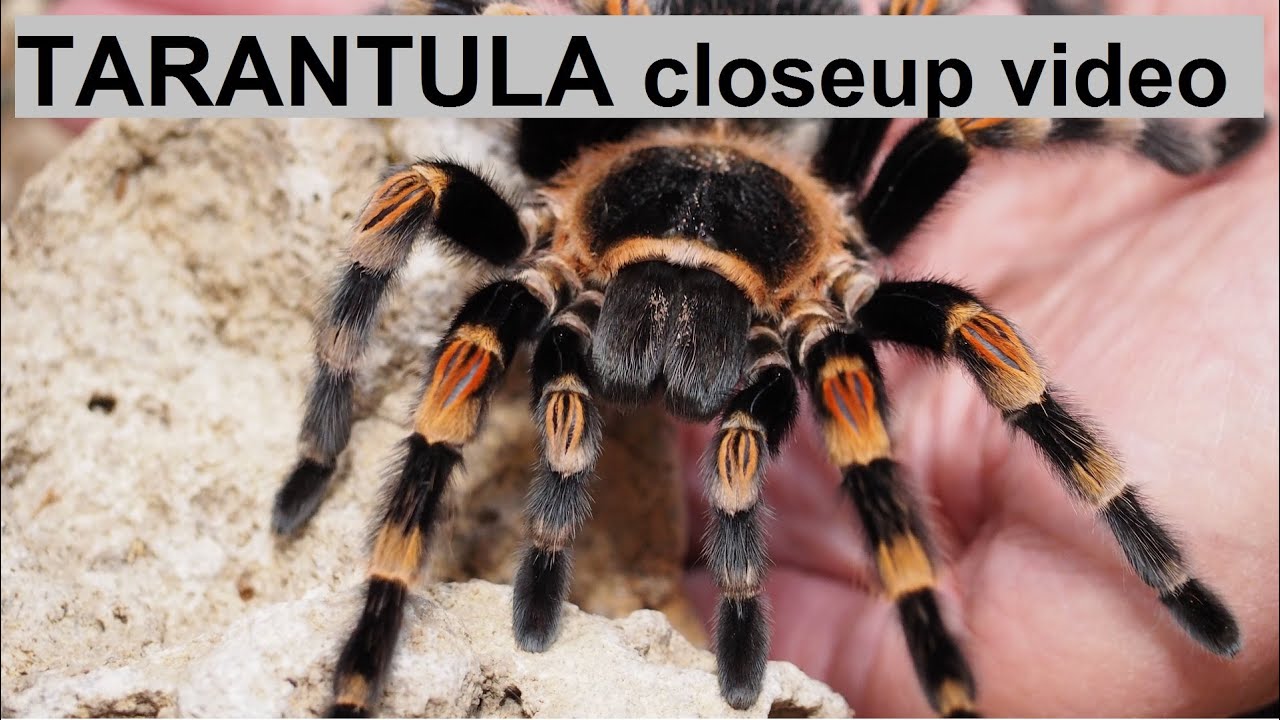 TARANTULA spider closeup video - YouTube