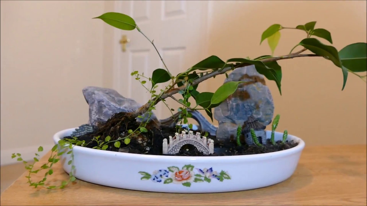 Ficus benjamina Penjing Update January 2017 - YouTube
