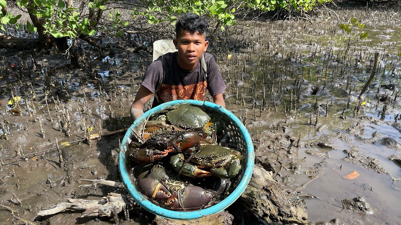 Wow! amazing Fishing Giant Mud Crabs In Sea Swamp After Low Tide - YouTube