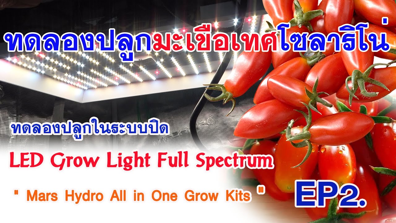 ทดลองปลูกมะเขือเทศโซลาริโน่ ด้วยไฟ LED Full spectrum Mars Hydro All in ...