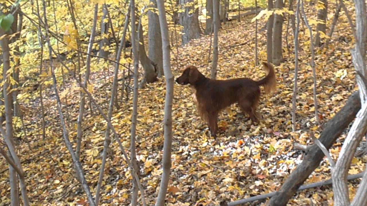 Irish Setter running - YouTube
