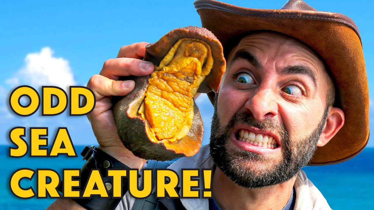 I FOUND a Crazy Sea Creature! - YouTube
