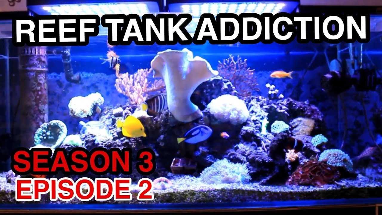 REEF TANK ADDICTION - SEASON 3 EPISODE 2 - YouTube