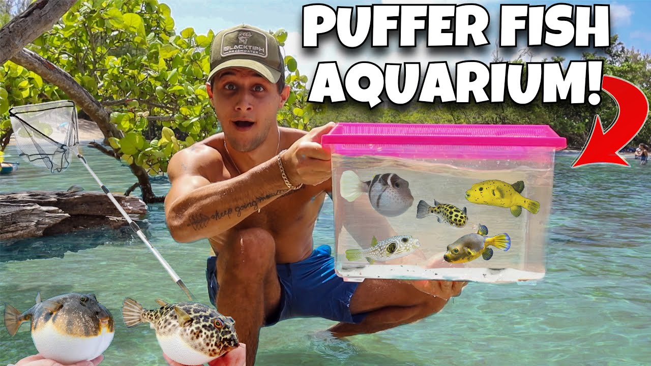 Puffer Fish ONLY Aquarium!! - YouTube