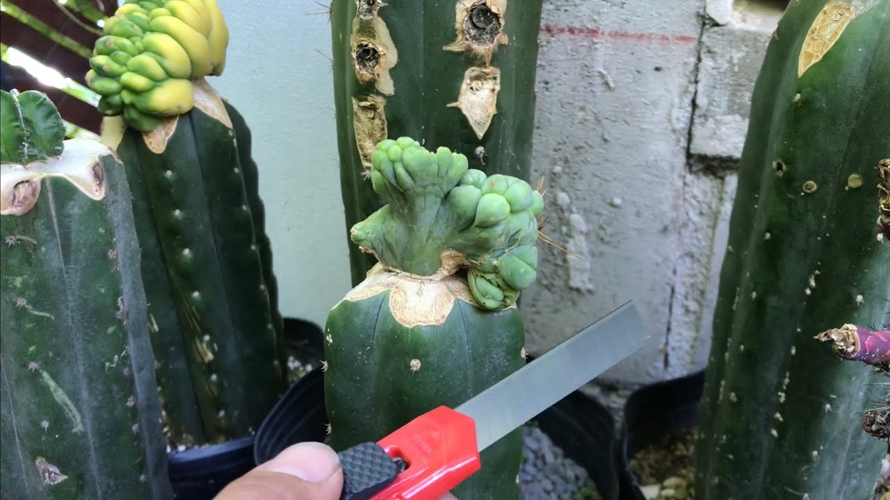 Cómo hacer un INJERTO de CACTUS 🔪🌵 Paso a paso tutorial - YouTube