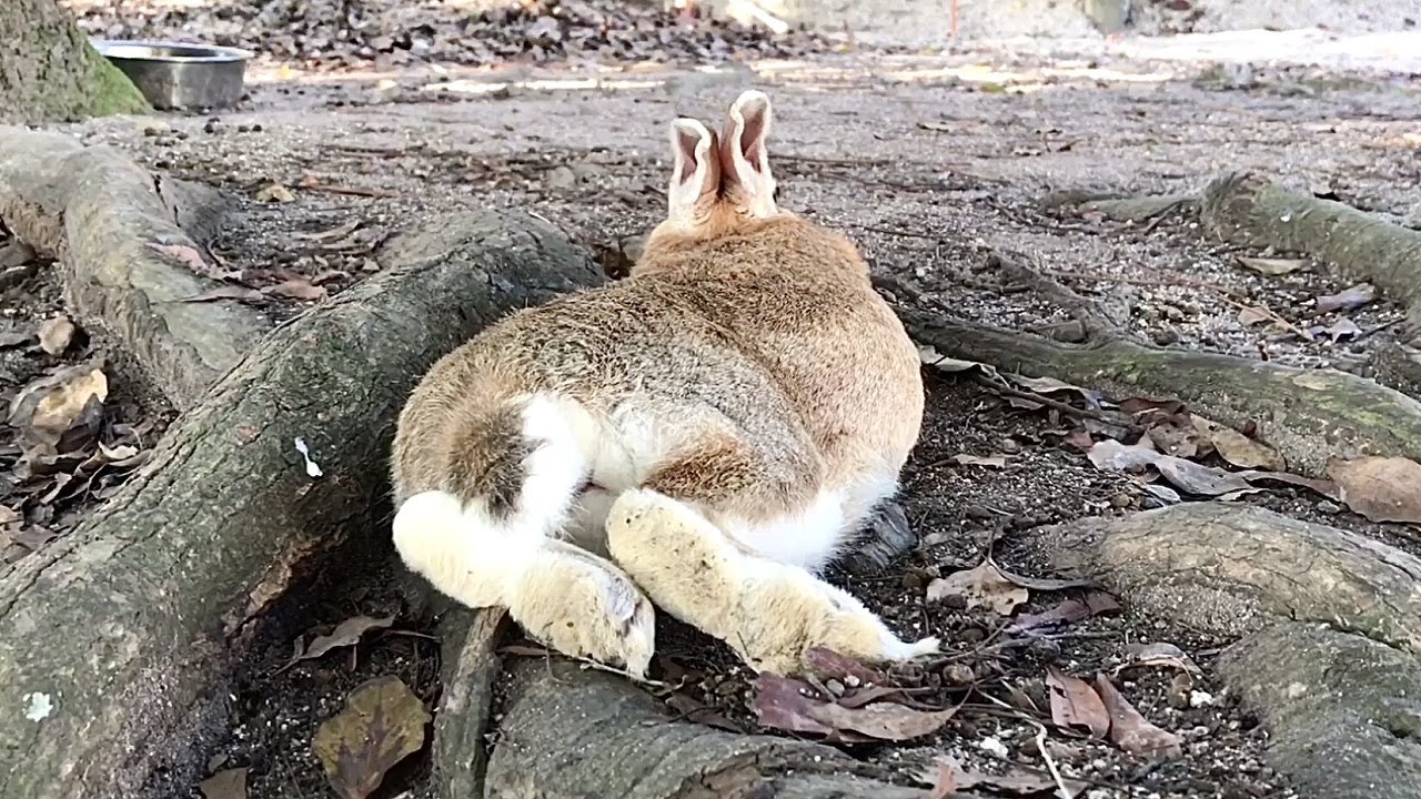 Take a closer look at the sole of the rabbit's foot! - YouTube