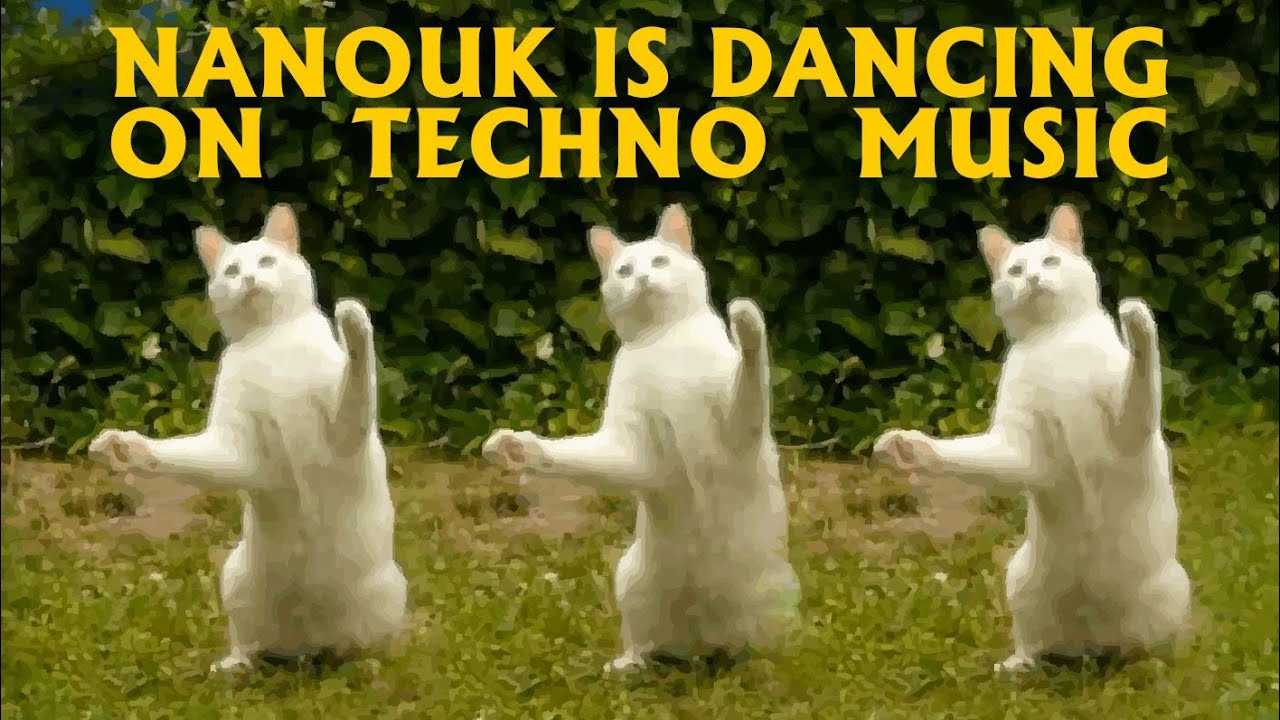 COMPILATION CAT'S FUNNY DANCE - YouTube