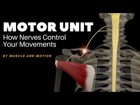 What Portion Of The Peripheral Nervous System Controls Voluntary Movement