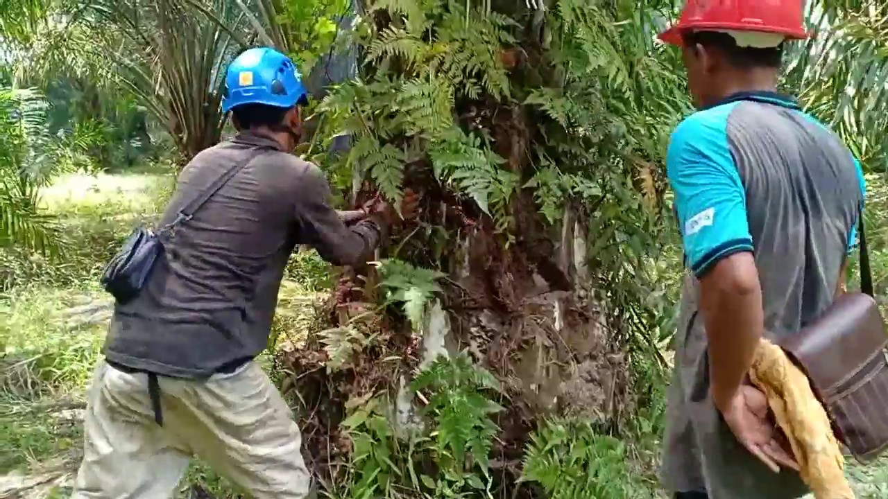 Menebang pohon sawit - YouTube