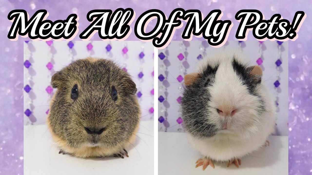 Meet All Of My Pets 2019! - YouTube