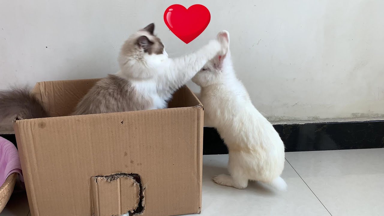 The cat plays hide-and-seek with the rabbit. The rabbit is so naughty ...