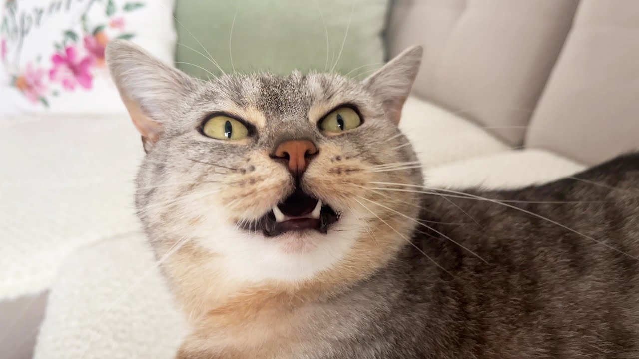 My cat barks when the petting stops - YouTube