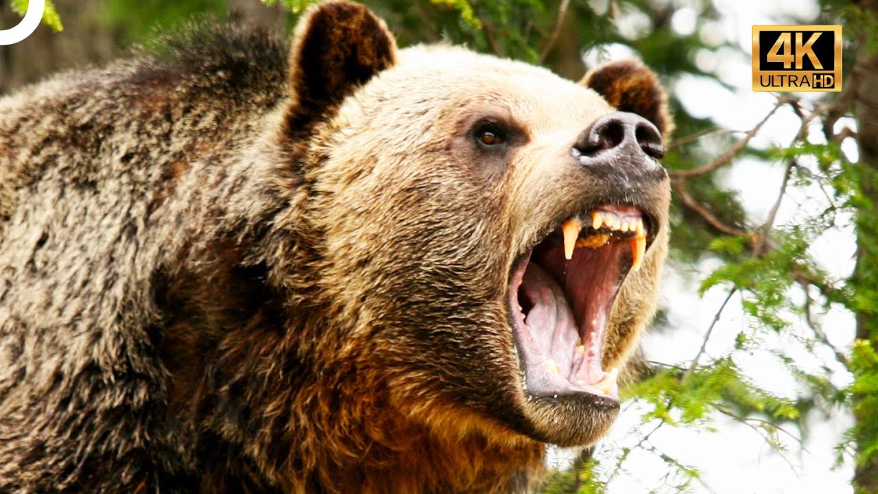 DÜNYANIN EN GÜÇLÜ MEMELİ HAYVANLARI! 🐻 | TÜRKÇE DUBLAJ | 4K ULTRA HD ...