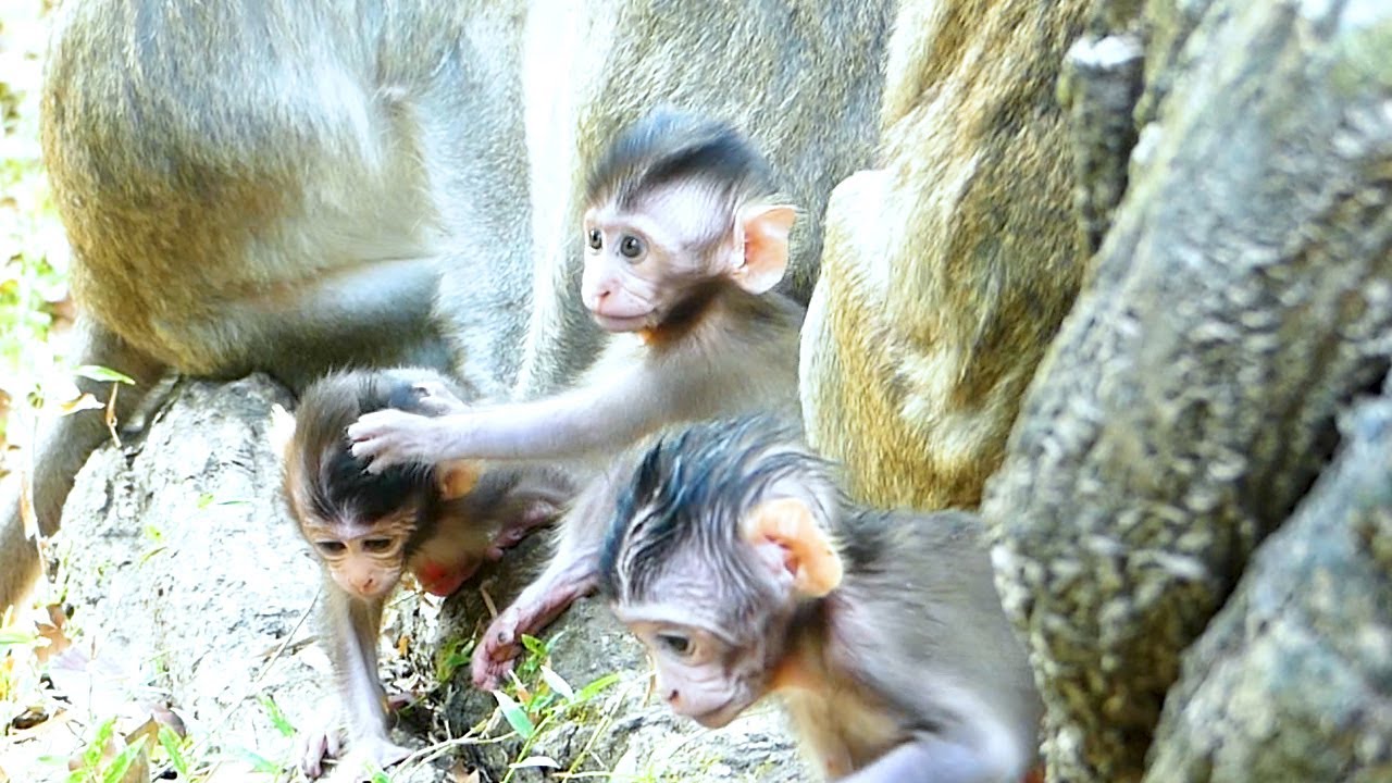 Three babies monkeys have fun happily, Animals in Touch. - YouTube