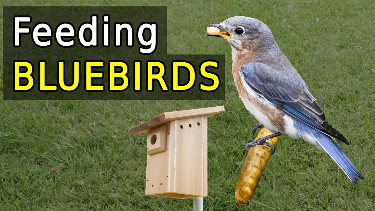 Four EASY Food Ideas for Bluebirds (Plus Birdhouse Building Guide ...