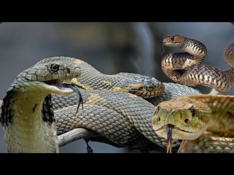 SNAKE DOCUMENTARY 🐍 - YouTube