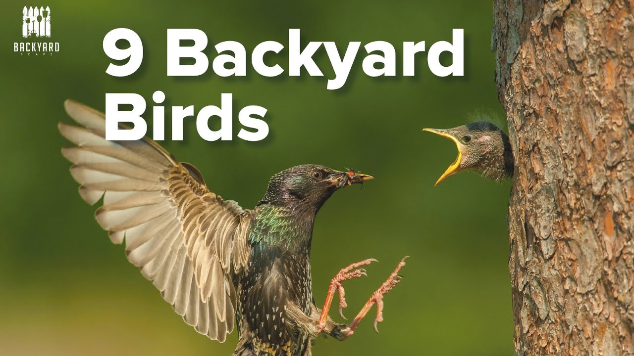 Backyard Birds: 9 Beautiful Bird Species To Look For In Your Own Yard ...