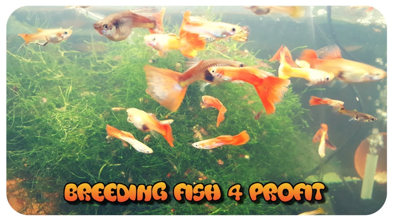 Steenfott Aquatics Livestream - Breeding Fish for Profit - YouTube