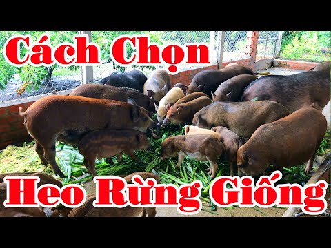 Chọn Heo Rừng Mẹ như thế nào | Để Heo Rừng Giống sinh sản Heo Rừng Con khỏe mạnh