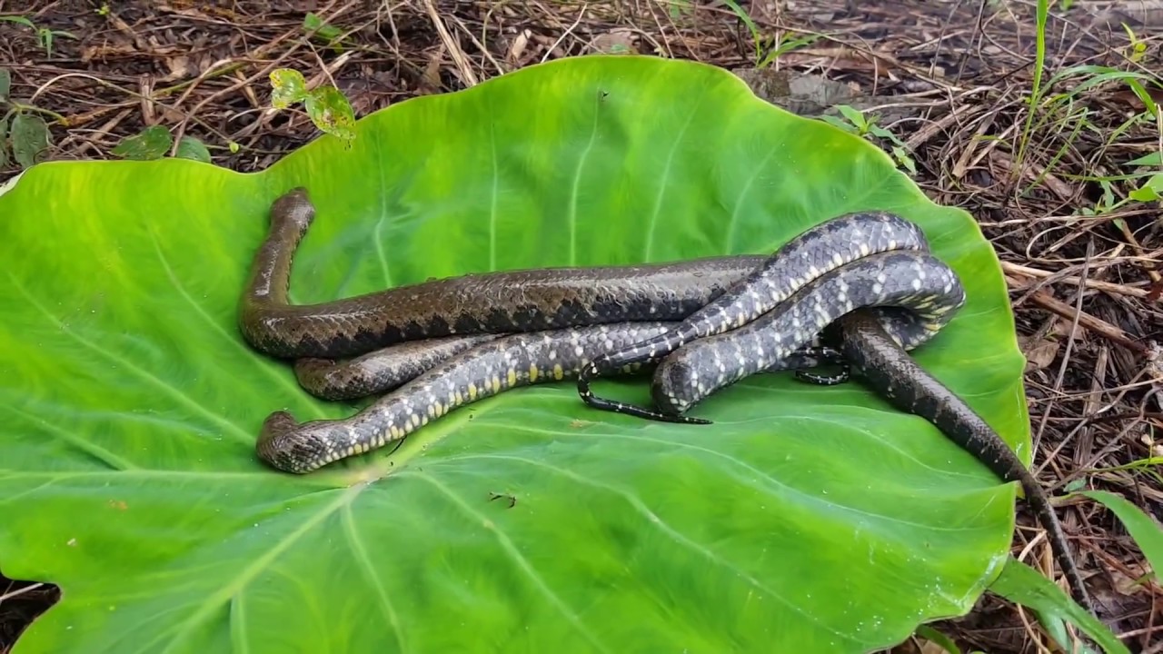 Primitive Technology - roasted snake on rock- Cook snake on a rock ...