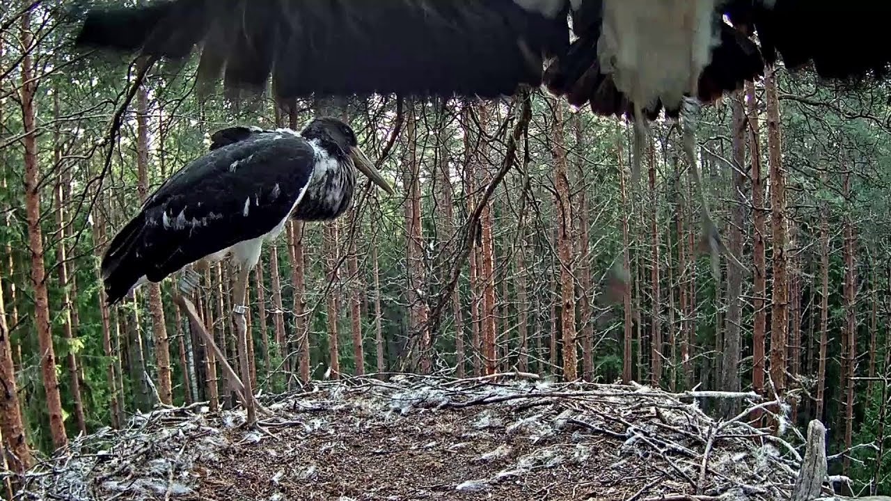 Must toonekurg~high jumps by 716 A~6:39 AM 2019/07/14 - YouTube