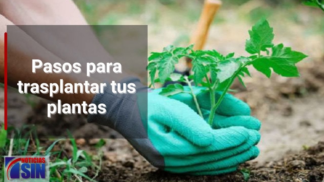 ¿Cómo trasplantar tus plantas? - YouTube