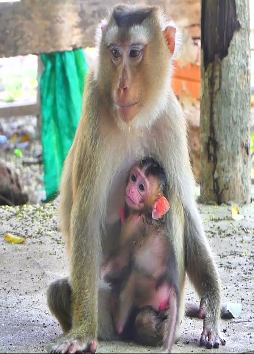Baby Monkey Video 0061 - YouTube