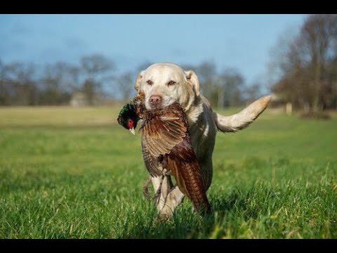 AV KÖPEĞİ SEÇİMİ NASIL OLMALIDIR ? HANGİ IRK BANA DAHA UYGUN ?KÖPEK SEÇİMİNDE DİKKAT EDİLECEKLER.