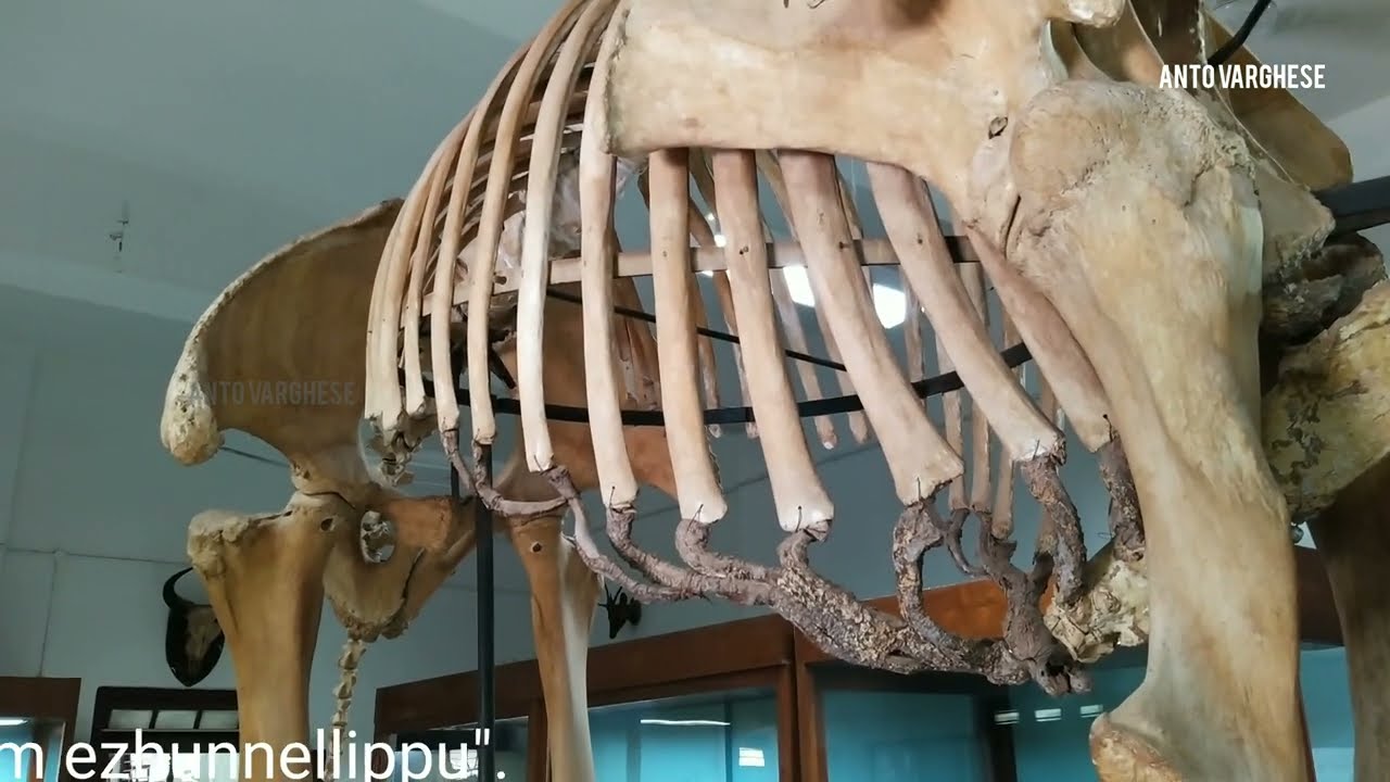 Elephant Skeleton. Tallest elephant's skeleton. Chengalloor Ranganathan ...