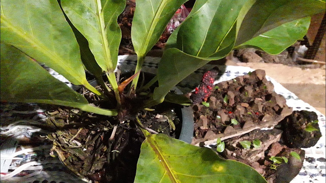 Germinar semillas de tabacon en puruso es lo máximo como cresen de ...
