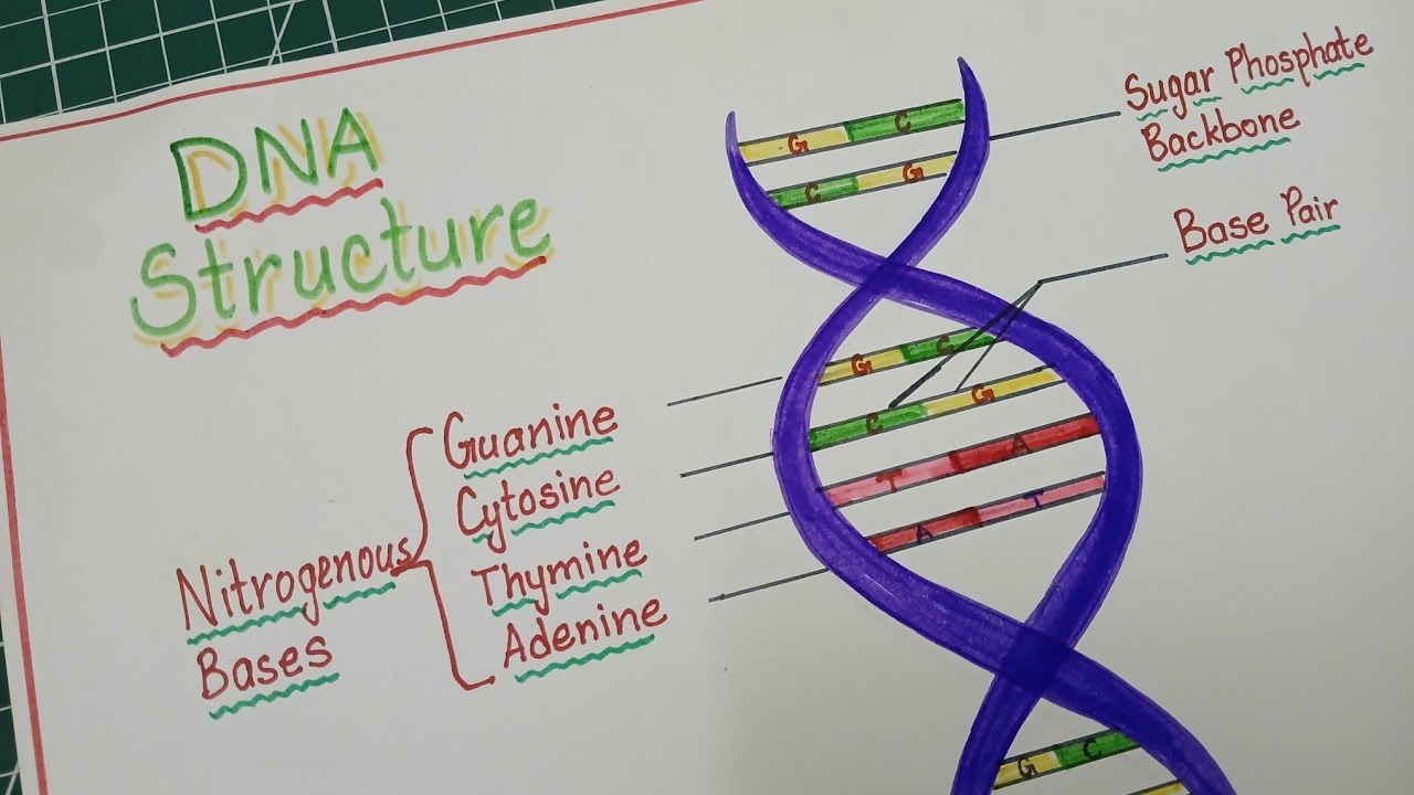 How to draw DNA Structure / DNA Structure drawing and explanation - YouTube