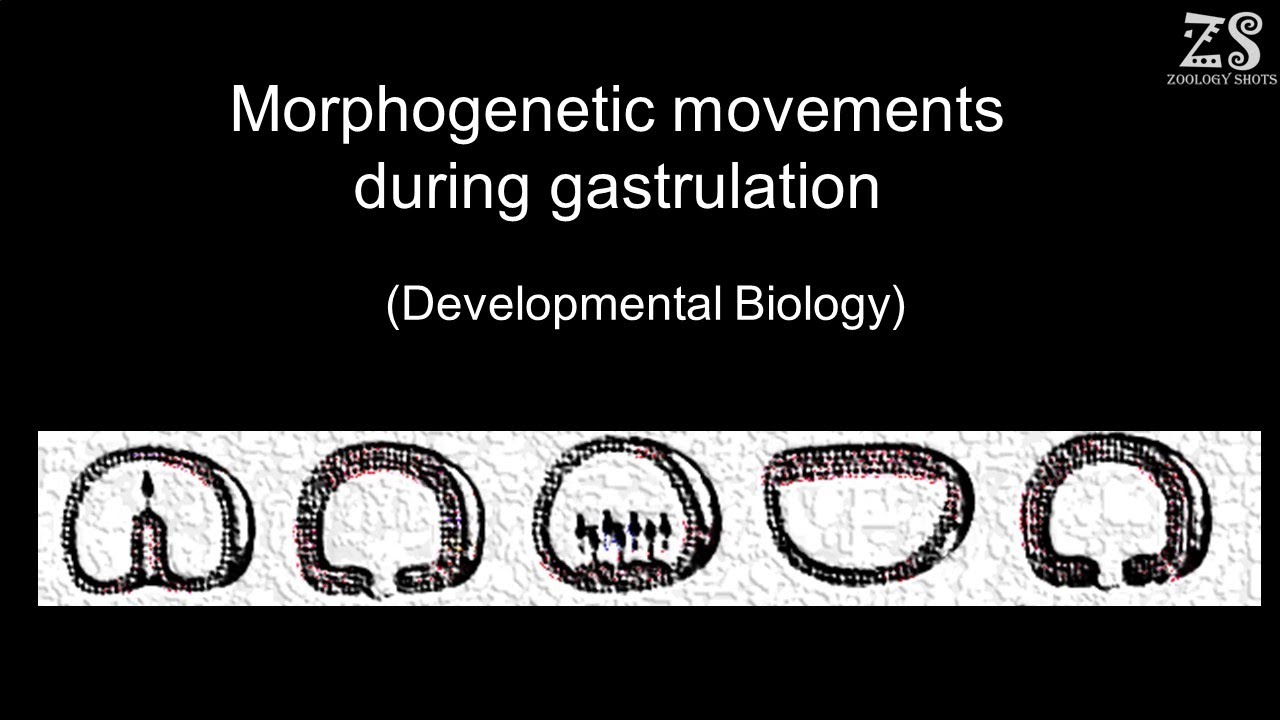 Morphogenetic movements during Gastrulation || Developmental Biology ...