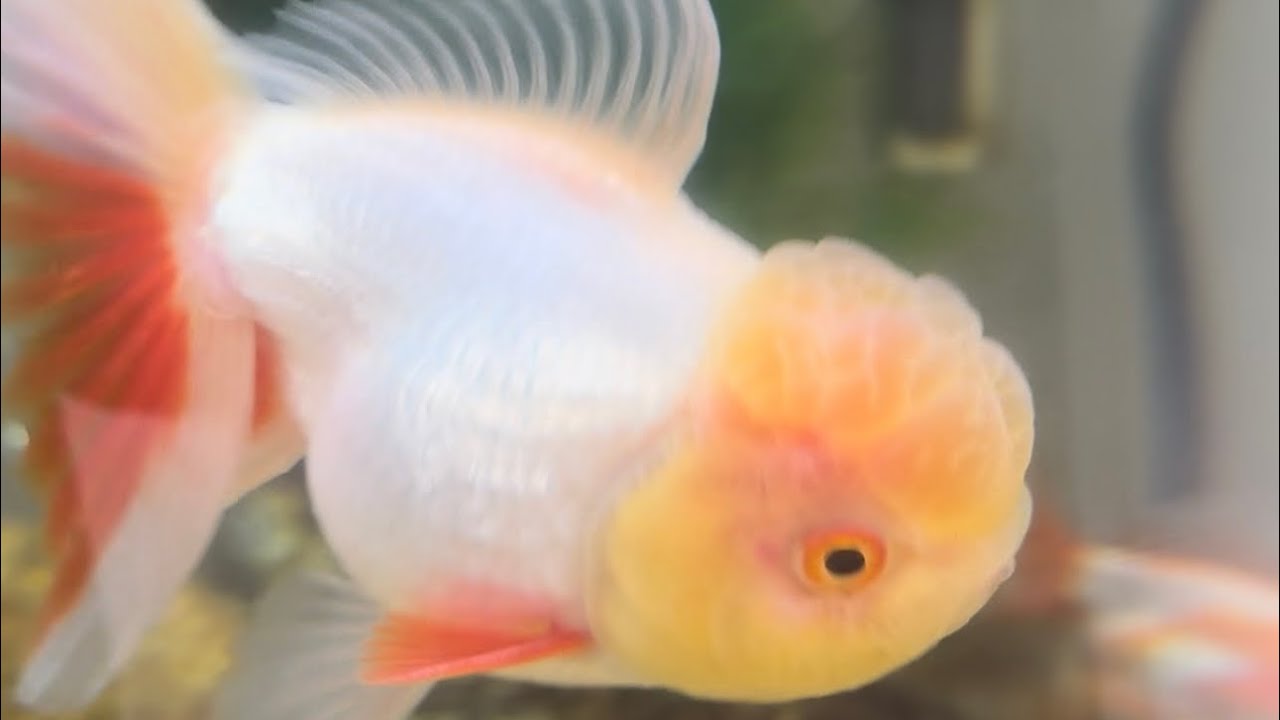 Sun is shiny and koi are sun bathing in the clay! New fancy goldfish ...